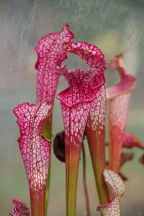 食虫植物・Sarracenia leucophylla “Ruby Joyce”・サラセニア レウコフィラ 「ルビージョイス」 /【Buyee ...
