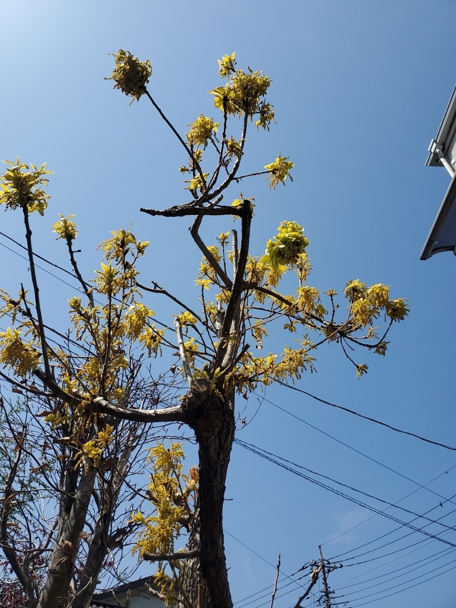 黄金柏の木 苗木 稀少品種 /【Buyee】 Buyee - Japanese Proxy Service | Buy from Japan!