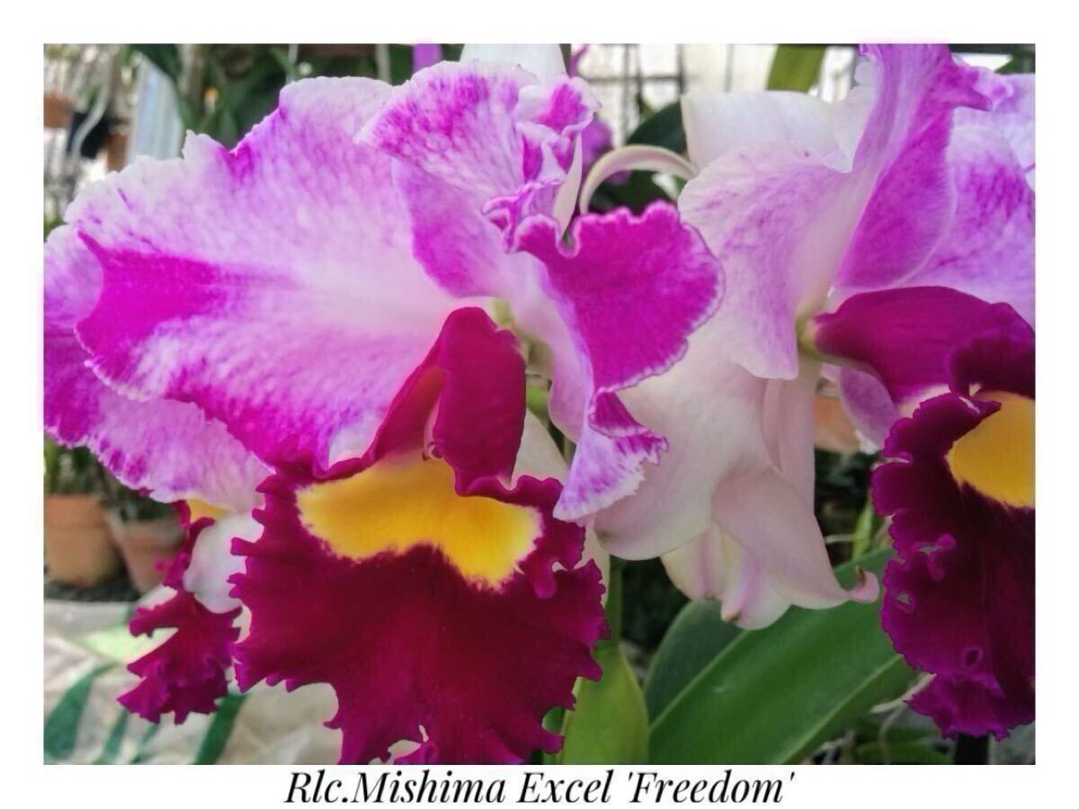 洋蘭大輪カトレア交配種（オリジナル株）Rlc.Mishima Excel ‘Freedom’ sp-c522 /【Buyee】 Buyee - Japanese Proxy Service ...