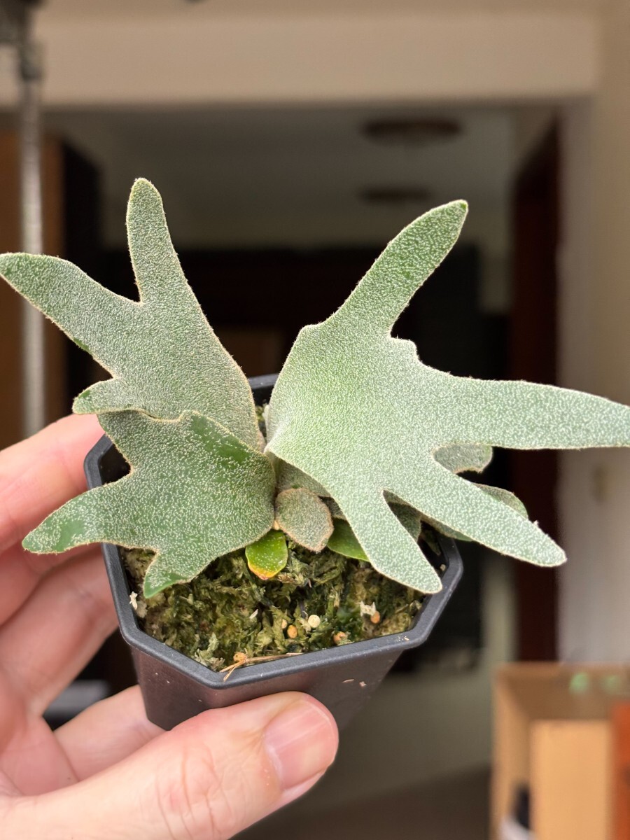 C73 P.Willinckii O.M.G sporeling /【Buyee】 Buyee - Japanese Proxy Service | Buy from Japan!