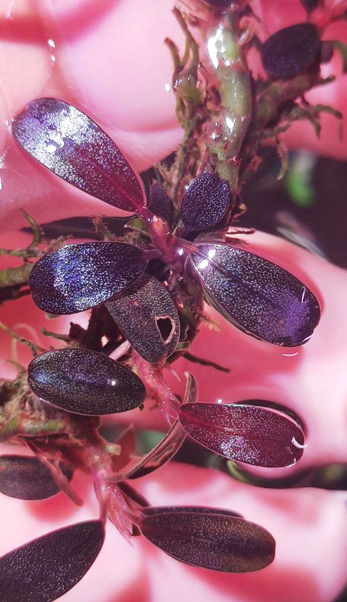 bucephalandra sp.red angel mini 完全水中葉 /【Buyee】 Buyee - Japanese Proxy ...