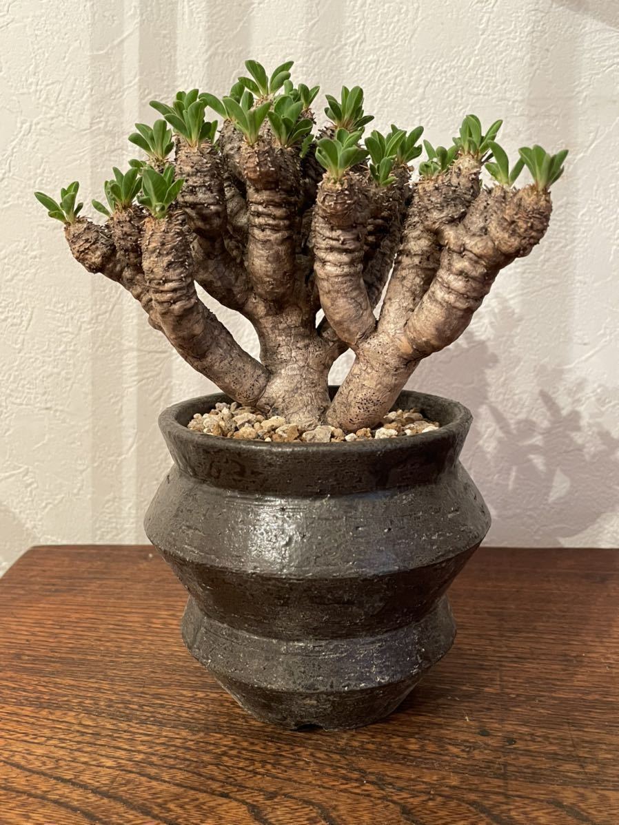 ユーフォルビア ギラウミニアナ 発根済 BOTANIZE ボタナイズ【SHO-DO】鉢付き チタノタ オテロイ グラキリス センナ コミフォラ ...
