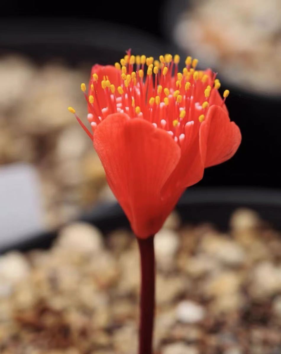 ハエマンサスクリスプス（Haemanthus crispus,Tweerivier ）球根植物 2 /【Buyee】 Buyee - Japanese Proxy Service | Buy ...