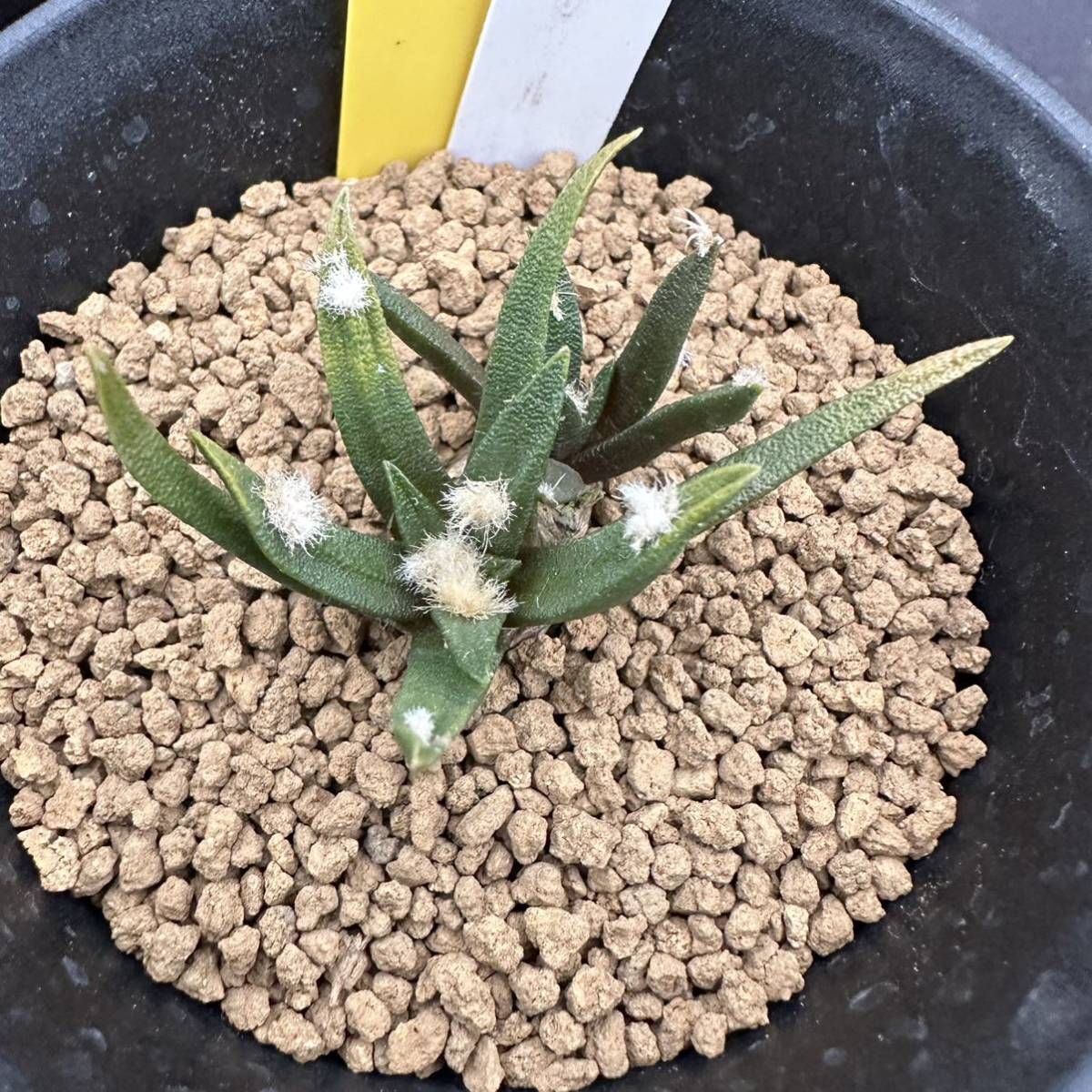 ★奈研★サボテン・多肉植物★273★ アガベ牡丹 実生 Ariocarpus agavoides 実生 約W4.7cm /【Buyee ...