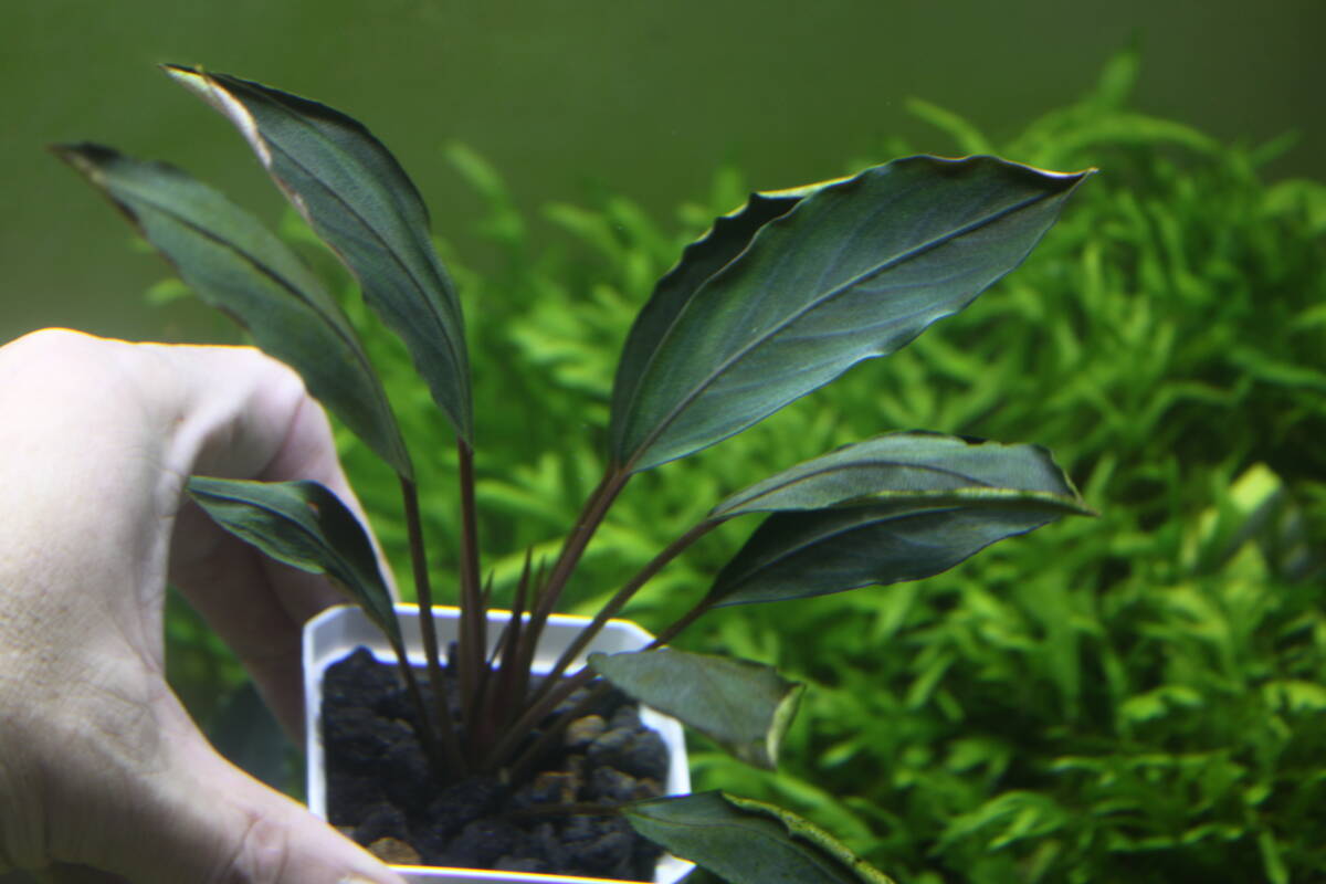 Bucephalandra sp. "Padawan" 【SD0112】（水中増殖株） ブセファランドラ ー山水苑ー /【Buyee ...