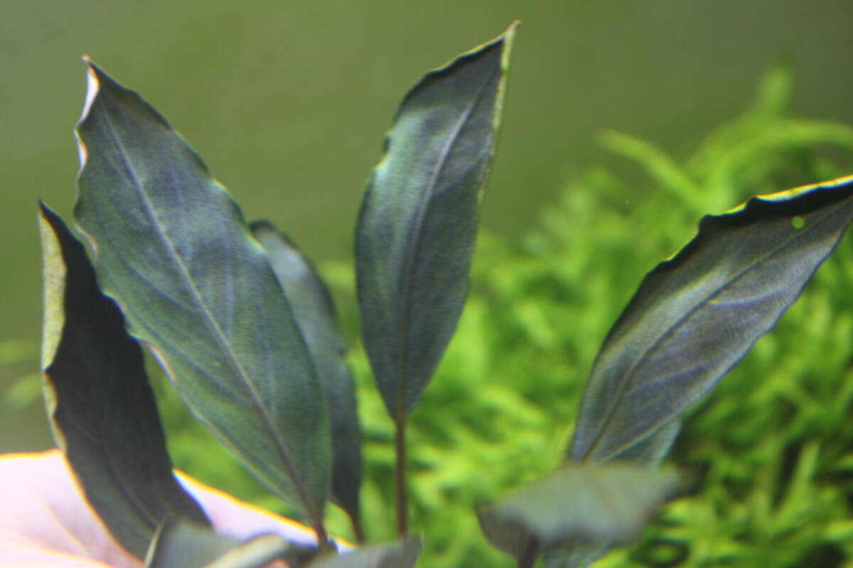 Bucephalandra sp. "Padawan" 【SD0112】（水中増殖株） ブセファランドラ ー山水苑ー /【Buyee ...